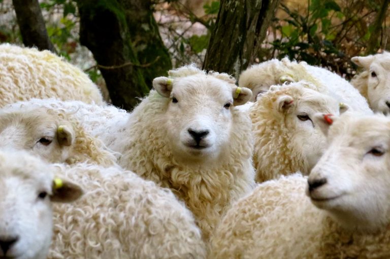 Enoch, Apocalyptic, and Abrahamic Faith – The Secret History of Western ...